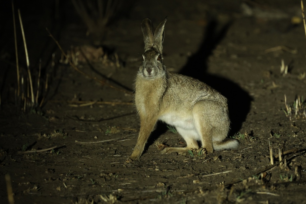 African Savannah Hare from Machinga, Malawi on November 22, 2022 at 06: ...