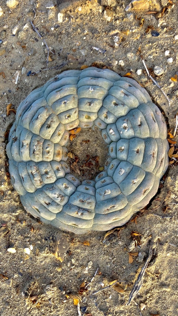 Peyote in November 2022 by Nathalie Pineda · iNaturalist