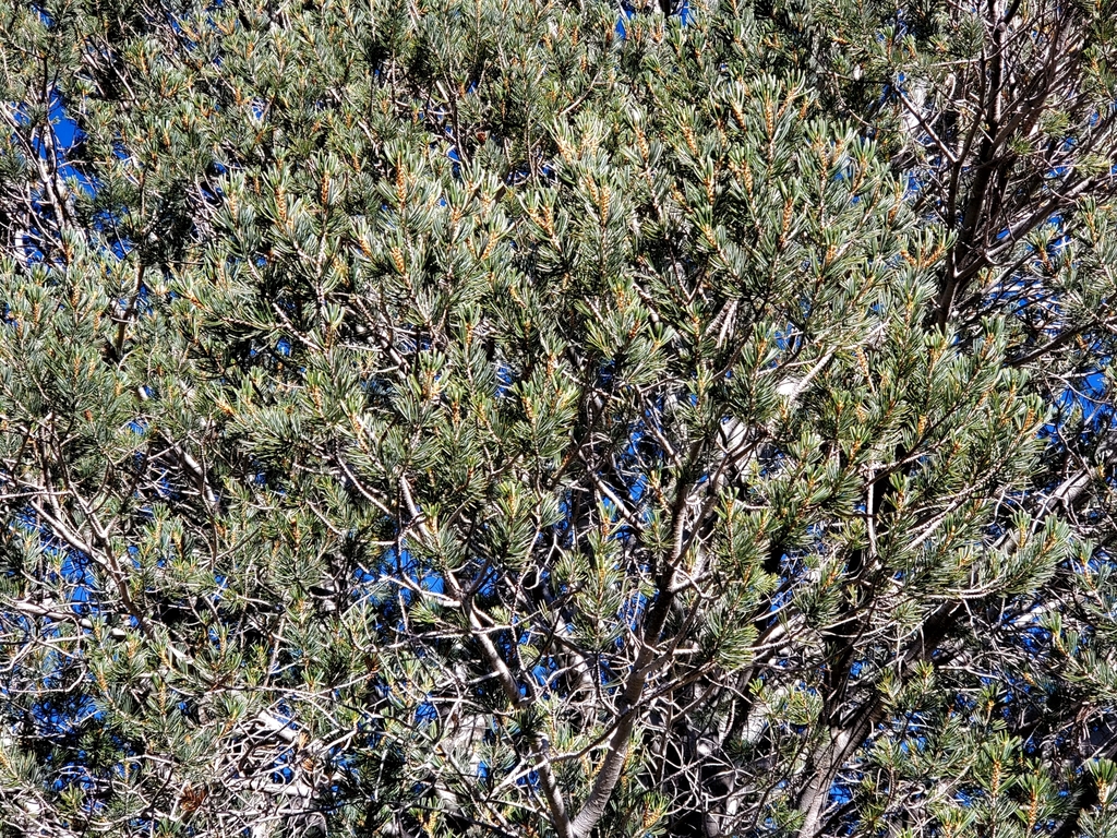 Parry pinyon from Mt Laguna, CA 91948, USA on November 20, 2022 at 02: ...