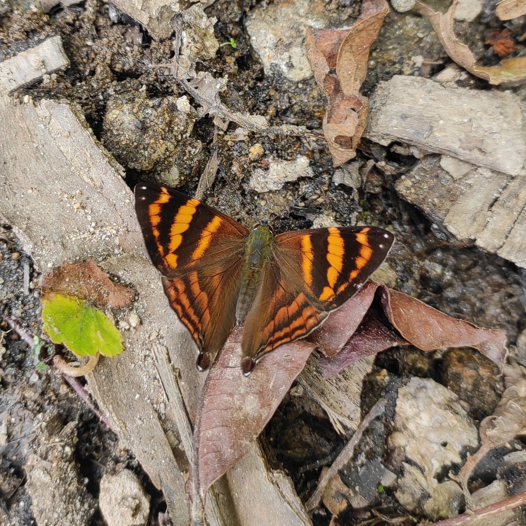 Darjeeling Mixed Punch from 43PM+RMC, Daragoan, Rimbick, West Bengal ...