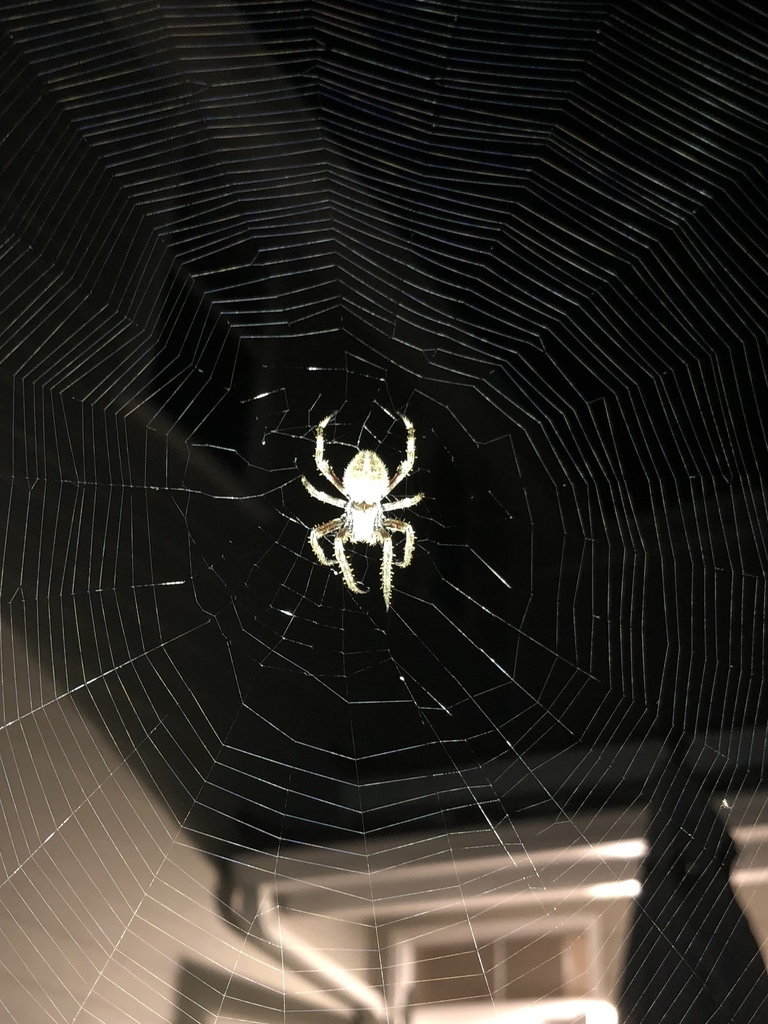 Spotted Orbweavers from 5068 Coral Reef Dr, Charleston, SC, US on ...