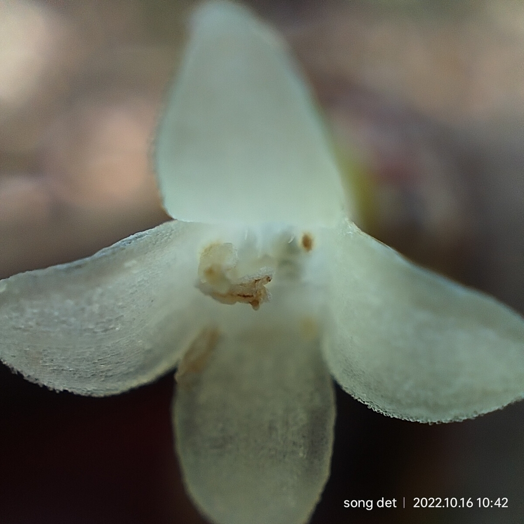 Hydnophytum formicarum from Trapeang Rung, Cambodia on October 16, 2022 ...