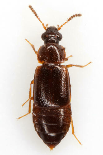 Phyllodrepa humerosa · iNaturalist