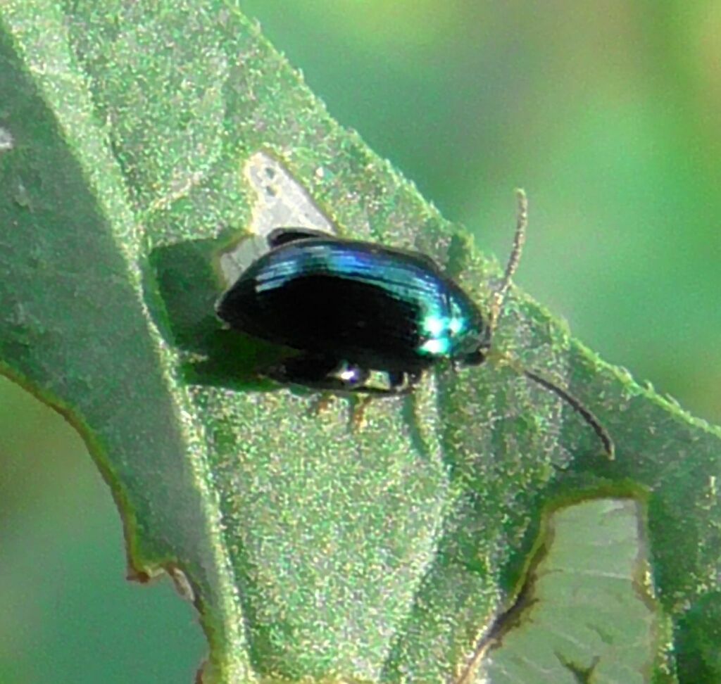 Flea Beetles from Watsonville QLD 4887, Australia on November 23, 2022 ...