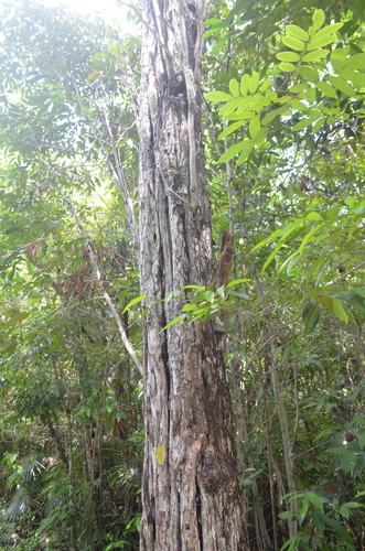 Caesalpinia gaumeri · iNaturalist