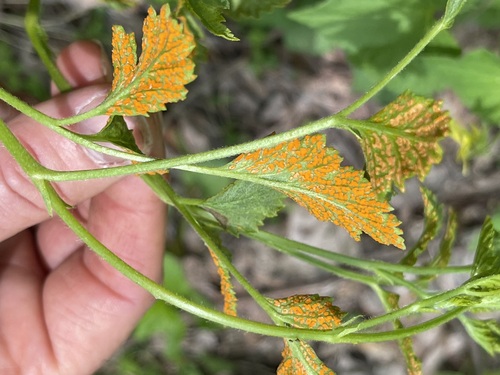 blackberry orange rust (Spring Fungi of the Greater Washington DC Area ...