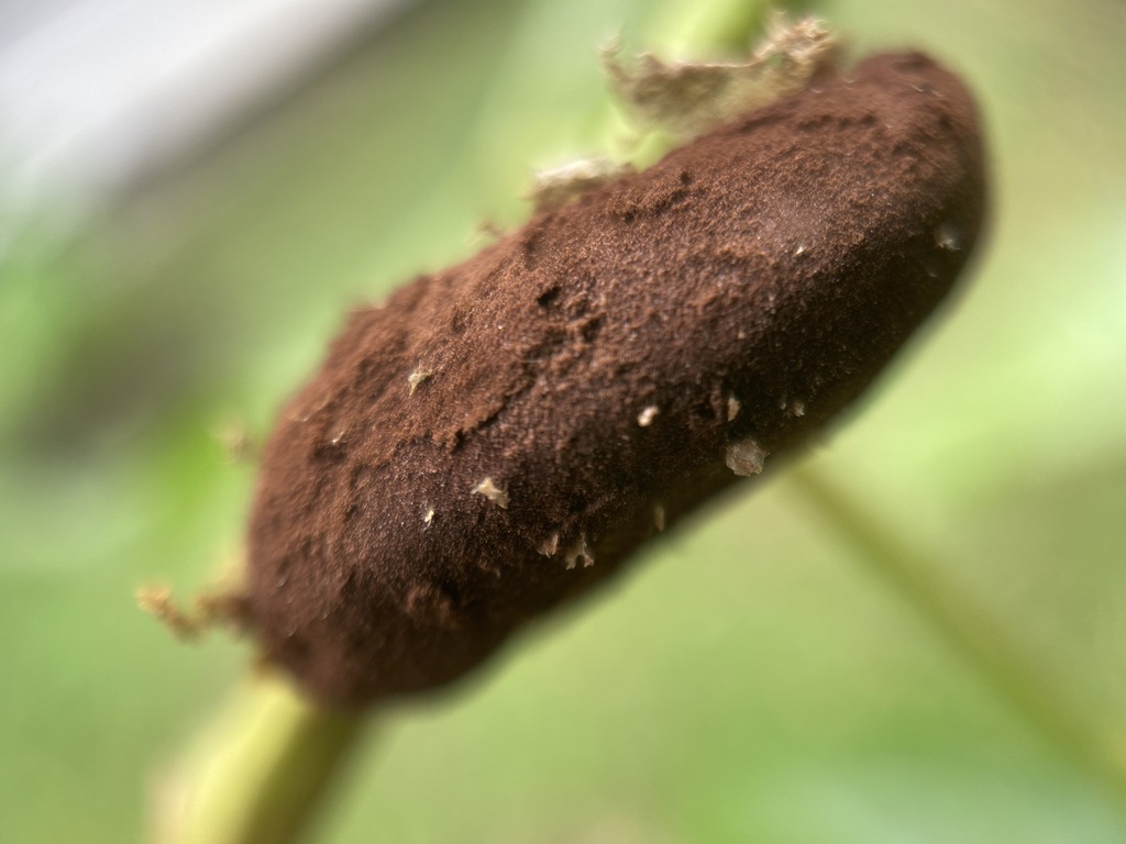Poison ivy rust (Spring Fungi of the Greater Washington DC Area ...