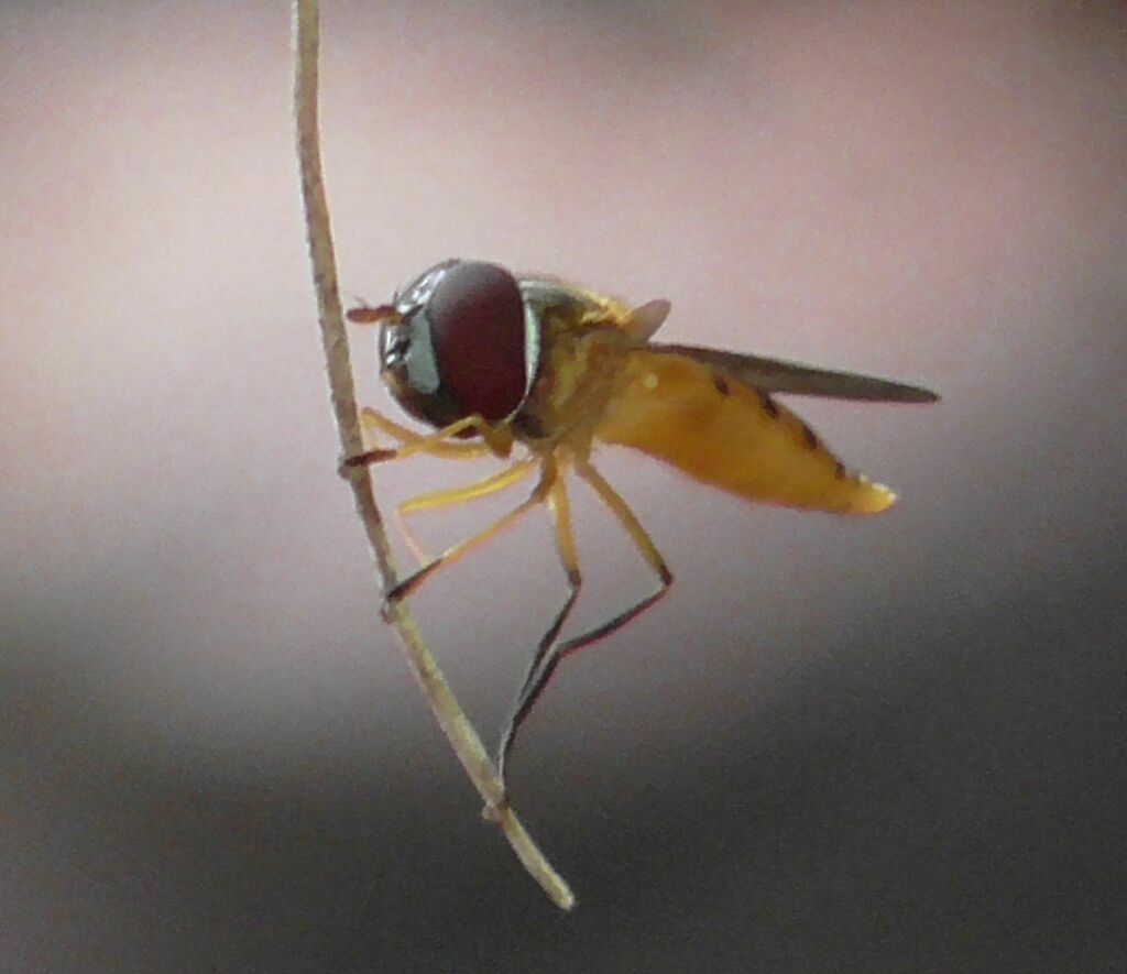 Syrphini from Watsonville QLD 4887, Australia on November 23, 2022 at ...