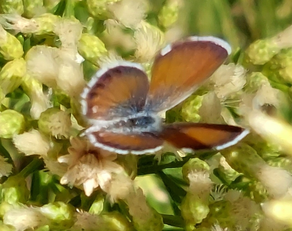Western Pygmy-Blue from Imperial Beach, CA, USA on October 28, 2022 at ...