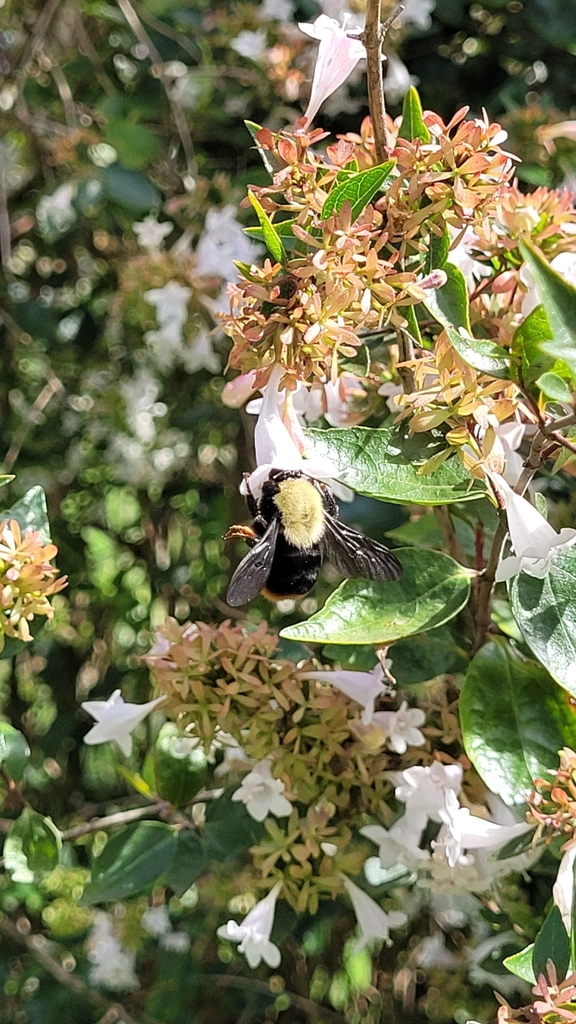Bellicose Bumble Bee in March 2022 by Martina. Repleto de estos ...