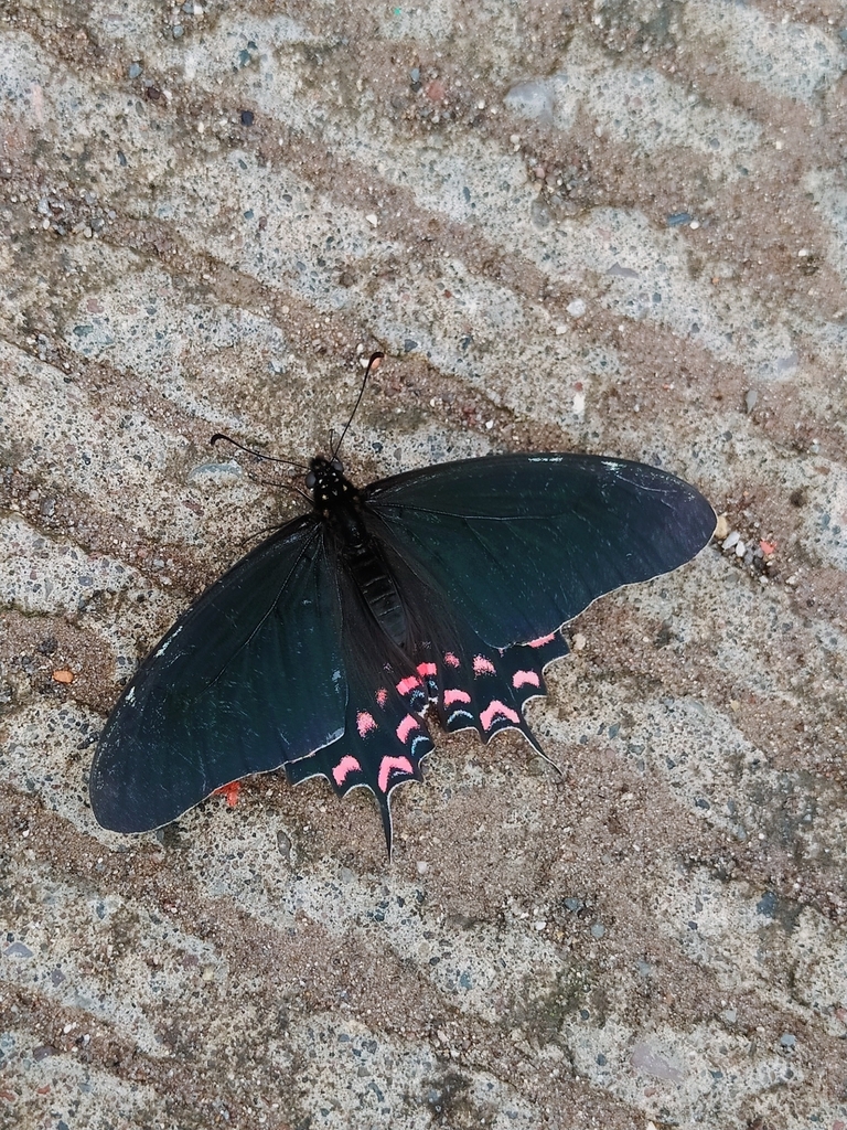 Mimoides thymbraeus thymbraeus from Coatepec on September 18, 2022 at ...