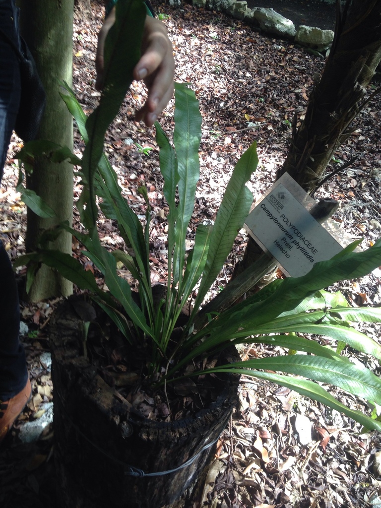 Long strapfern from Jardin Botanico, Benito Juárez, QROO, MX on August ...