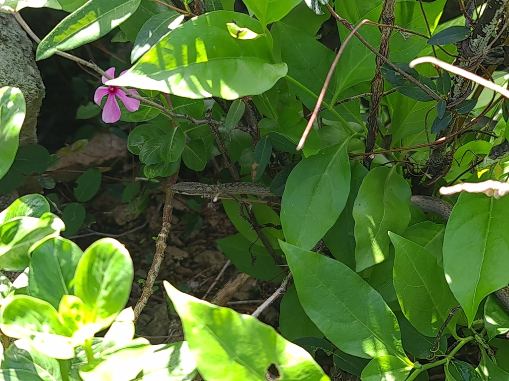 Anguilla Bank Racer in November 2022 by Karl Questel · iNaturalist