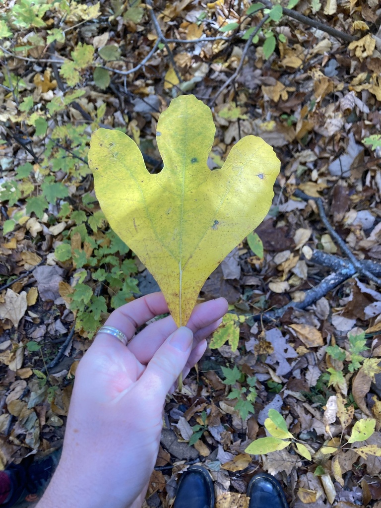 sassafras from George Washington & Jefferson National Forests, Afton ...