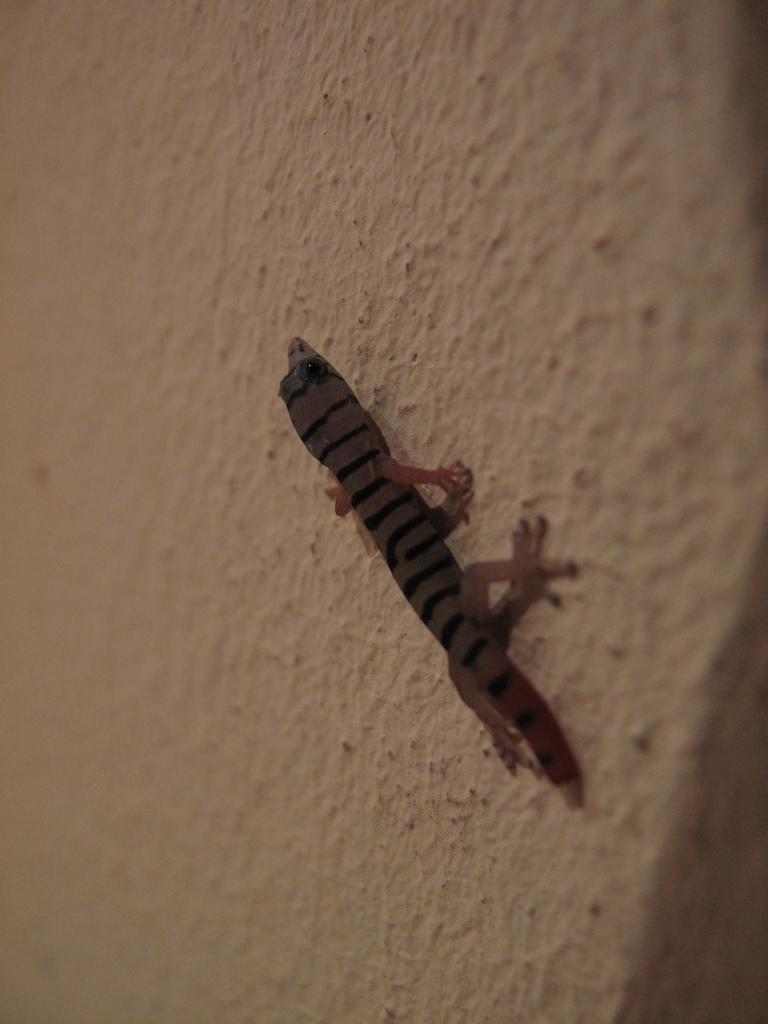 Ashy Gecko from Varadero, Cuba on July 27, 2011 at 10:48 PM by Roberto ...