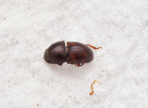 Microdacne gloriousa · iNaturalist