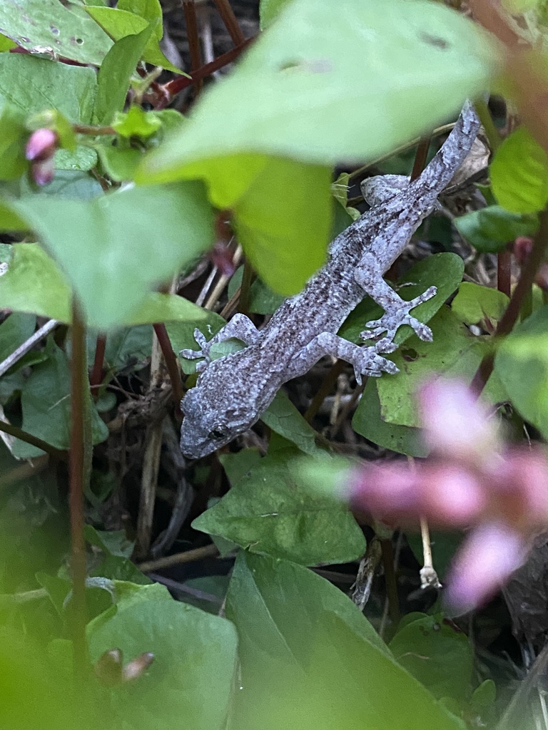 Japanese Giant Gecko from Harayama Nishide, Wazuka, Soraku-Gun, Kyoto ...