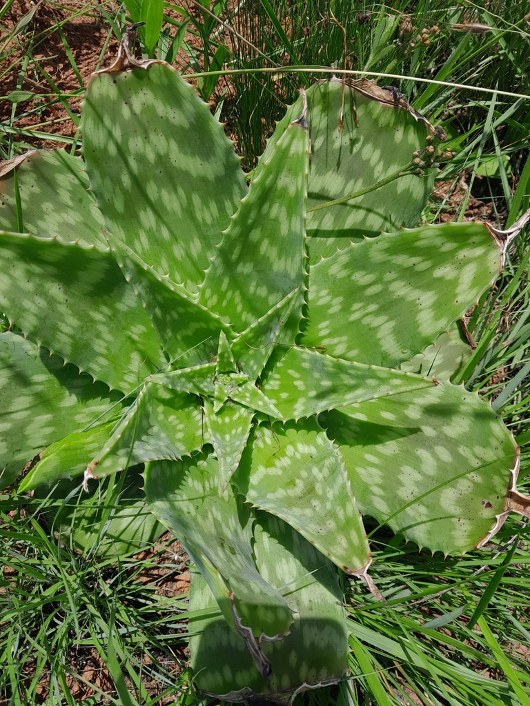 Letty's Spotted Aloe in November 2022 by Anzani Nwovhe. Lace aloe ...