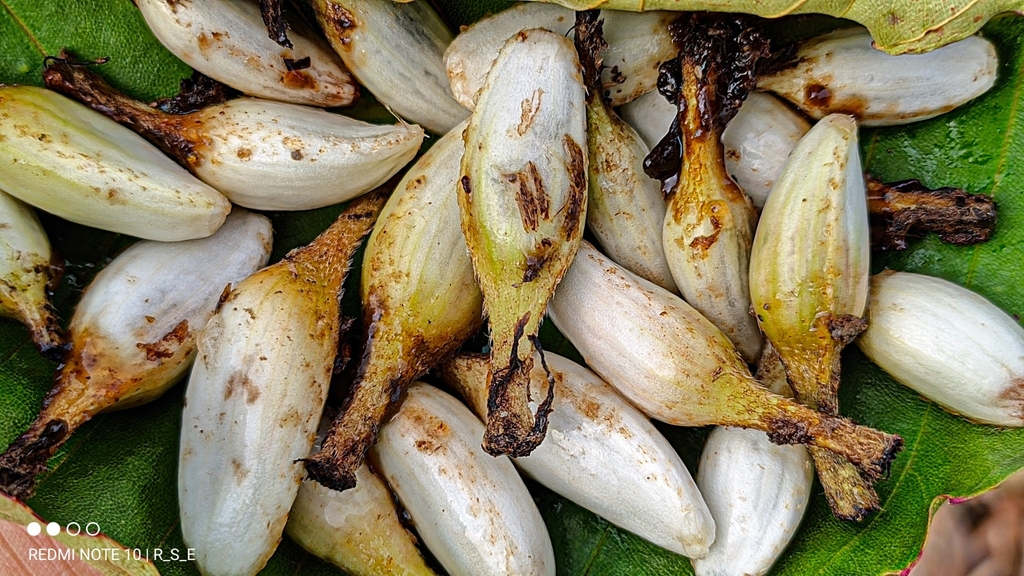 Molineria latifolia from Empunak Tapang Keladan, Ketungau Hulu, Sintang ...