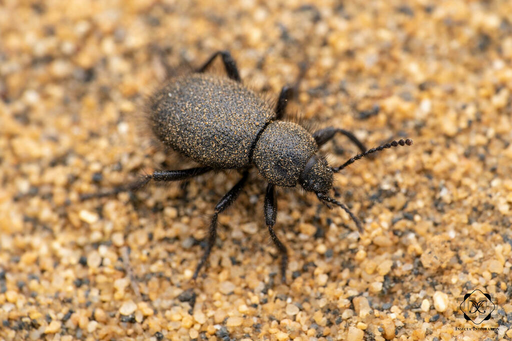 Desert Stink Beetles from 美国加利福尼亚圣迭戈拉霍亚 on November 23, 2022 at 09:25 ...