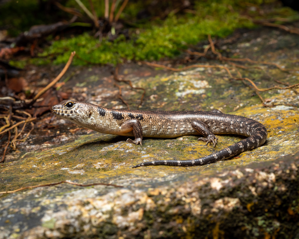 Blotched Forest Skink from Fraser's Hill, Pahang, Malaysia on November ...
