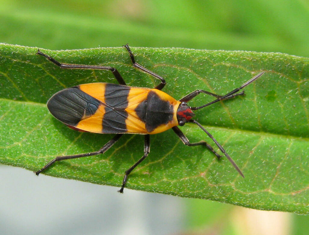 Oncopeltus cingulifer from Pinellas County, US-FL, US on June 19, 2012 ...