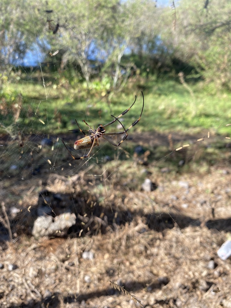 Golden Silk Spider from Teuchitlán, JAL, MX on November 24, 2022 at 09: ...