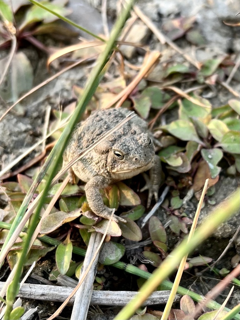 Woodhouse's Toad from Missouri River, Lloyd, MT, US on September 12 ...