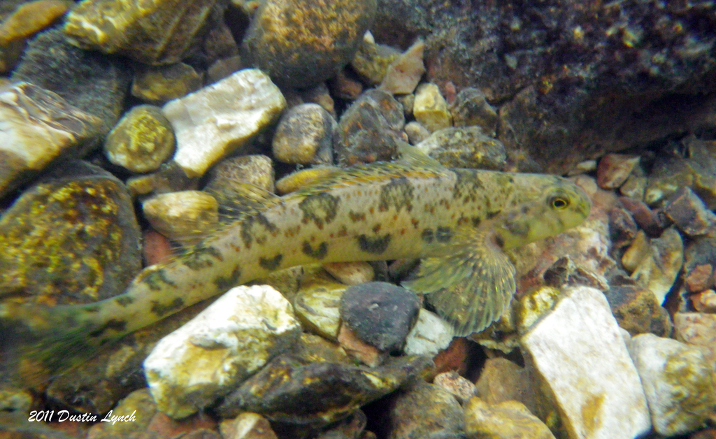 Greenside Darter from Spring River - Verona roadside park off Hwy 60 ...