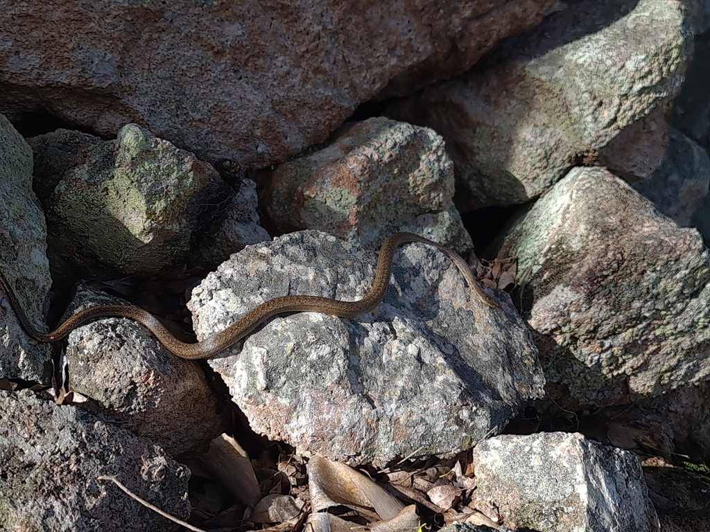 Anguilla Bank Racer in November 2022 by Karl Questel · iNaturalist