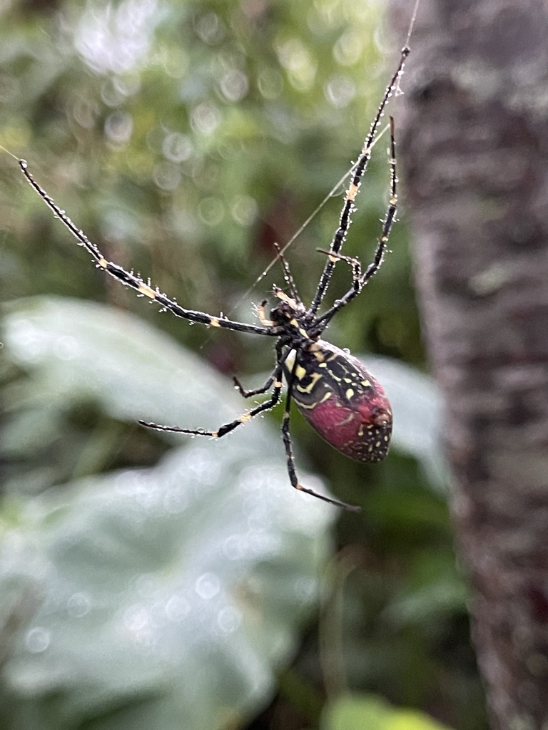 Joro Spider from 仁愛鄉, TW on November 25, 2022 at 06:14 AM by Seng Feng ...
