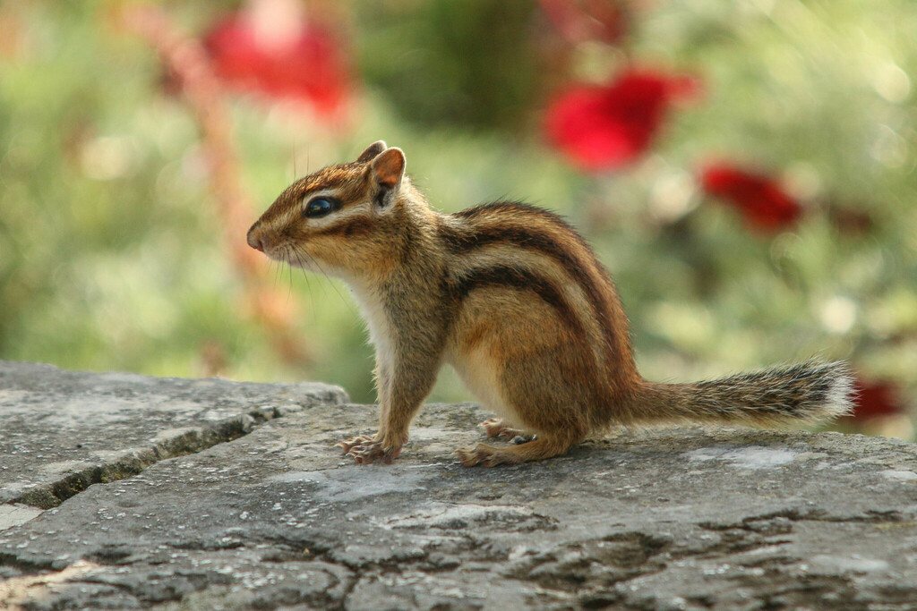 Siberian Chipmunk from 01410 Chézery-Forens, Francia on September 20 ...