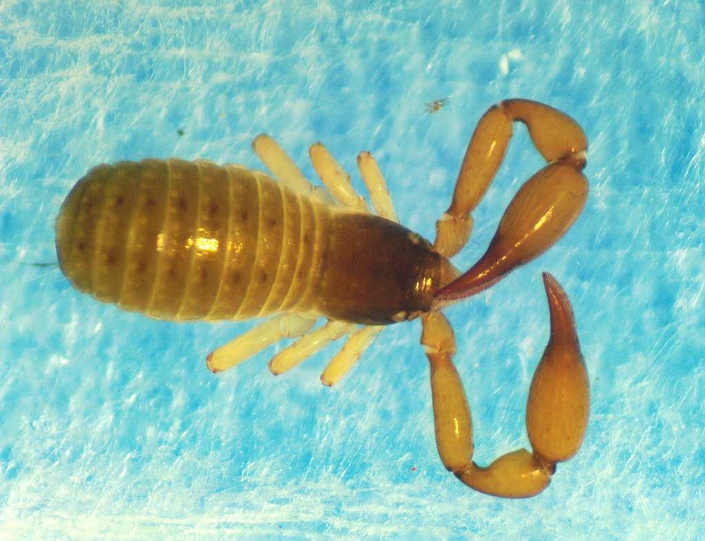 Protogarypinus from Balmoral Ridge QLD 4552, Australia on November 25 ...