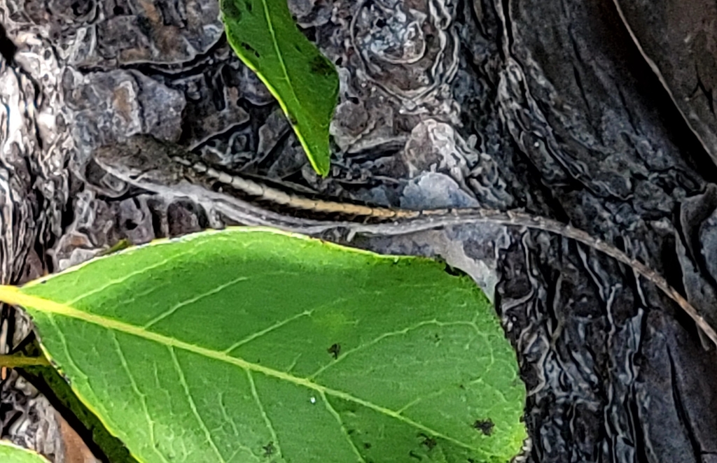 Brown Anole from East Grand Bahama, BS on November 24, 2022 at 12:55 PM ...