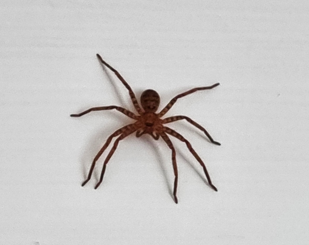 Giant Huntsman Spiders from Gold Coast QLD, Australia on November 24 ...