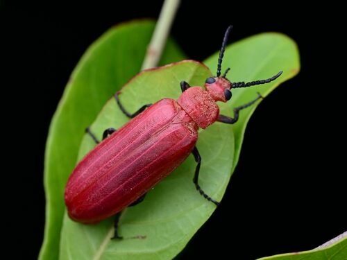 Photo 244876274, (c) jiangyou, all rights reserved, uploaded by ...