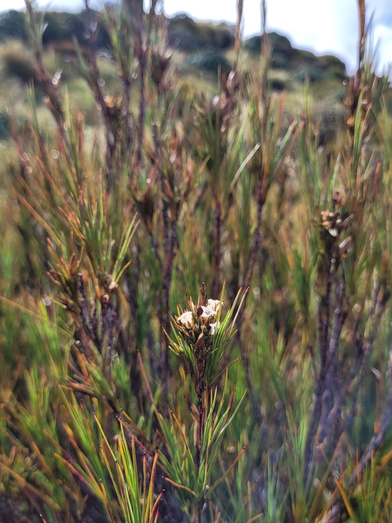 Monoao from Takapau 4287, New Zealand on November 20, 2022 at 04:02 PM ...