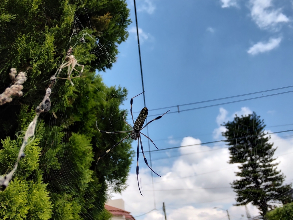 Golden Silk Spider from Chapalita de Occidente, 45030 Zapopan, Jal ...