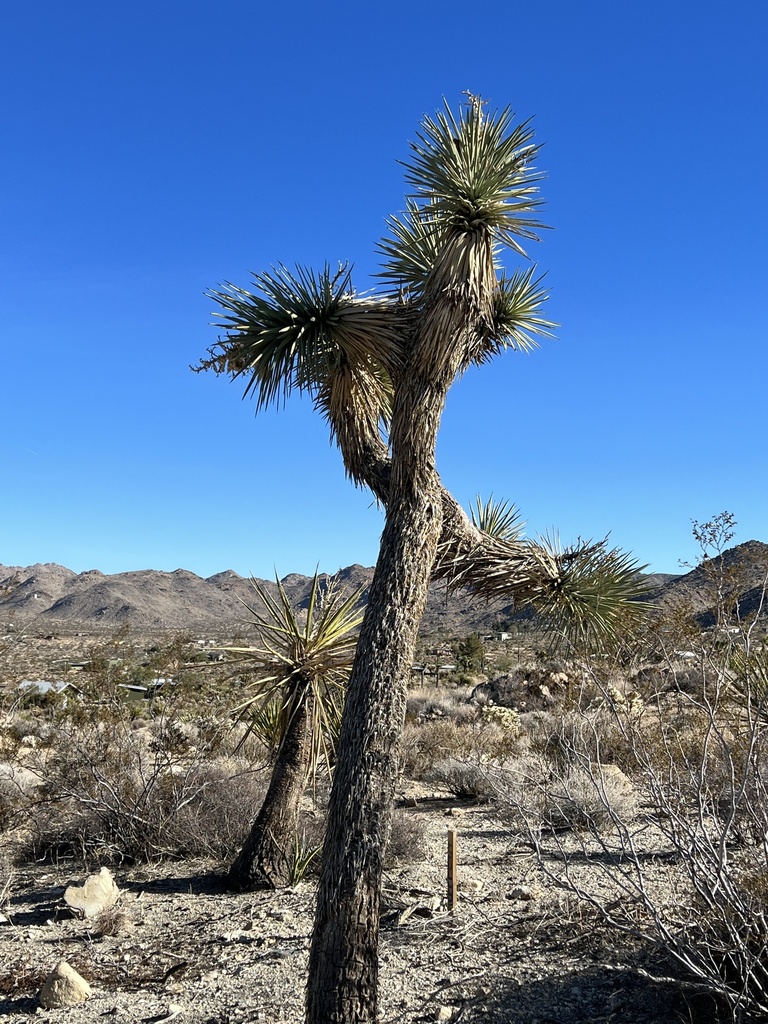 Joshua Tree from Star Ln, Joshua Tree, CA, US on November 24, 2022 at ...
