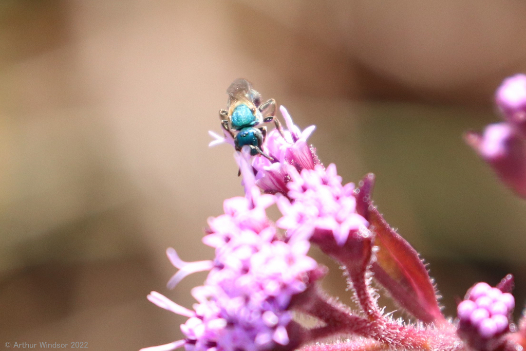 Sweat Bees from Royal Palm Beach Pines Natural Area, FL, USA on ...