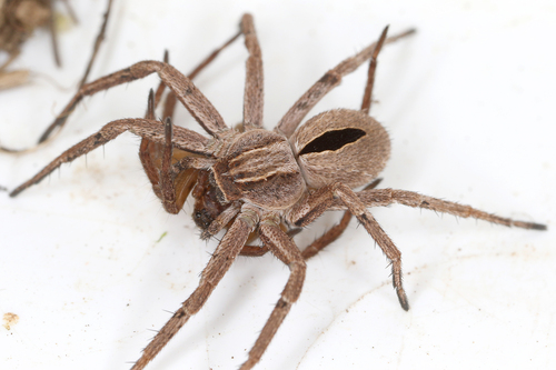 Complex Thanatus formicinus · iNaturalist