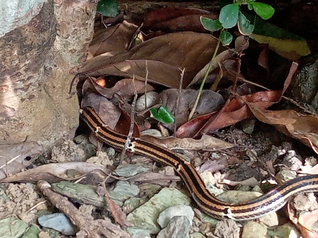 Japanese Coral Snake in September 2022 by takazatoseibutsu · iNaturalist