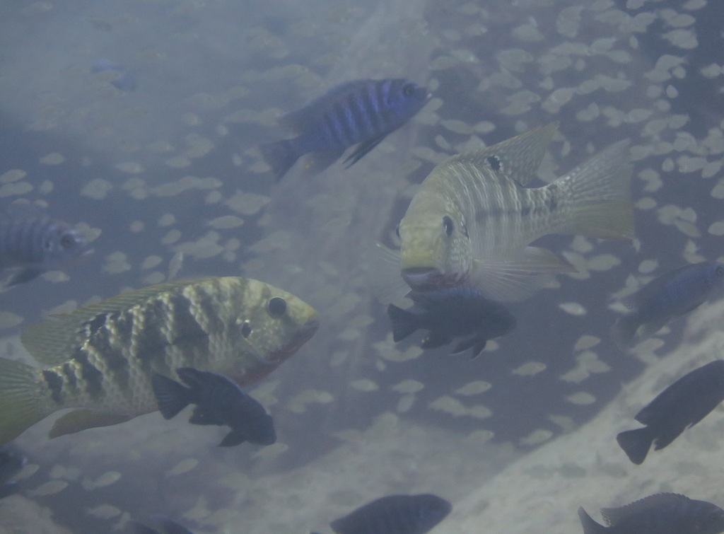 Redbreast Tilapia (Coptodon rendalli) - Marine Life Identification