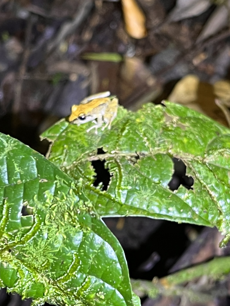 Fitzinger's Robber Frog from Fortuna, Alajuela, CR on November 18, 2022 ...