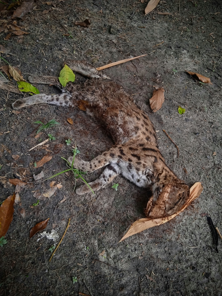 Bornean and Sumatran Leopard Cat in November 2022 by bangembara ...