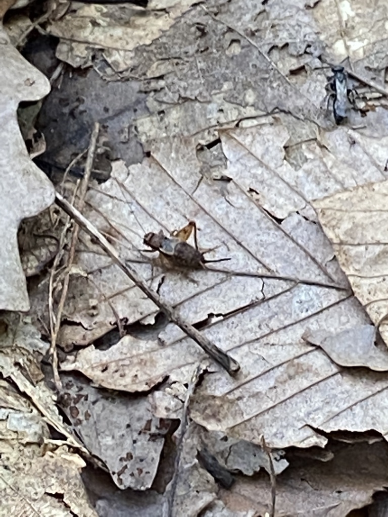 Spotted Ground Cricket from Morristown National Historical Park ...