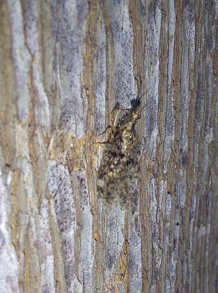 Mantidflies from Parque Natural Municipal Ribera Norte (Reserva ...