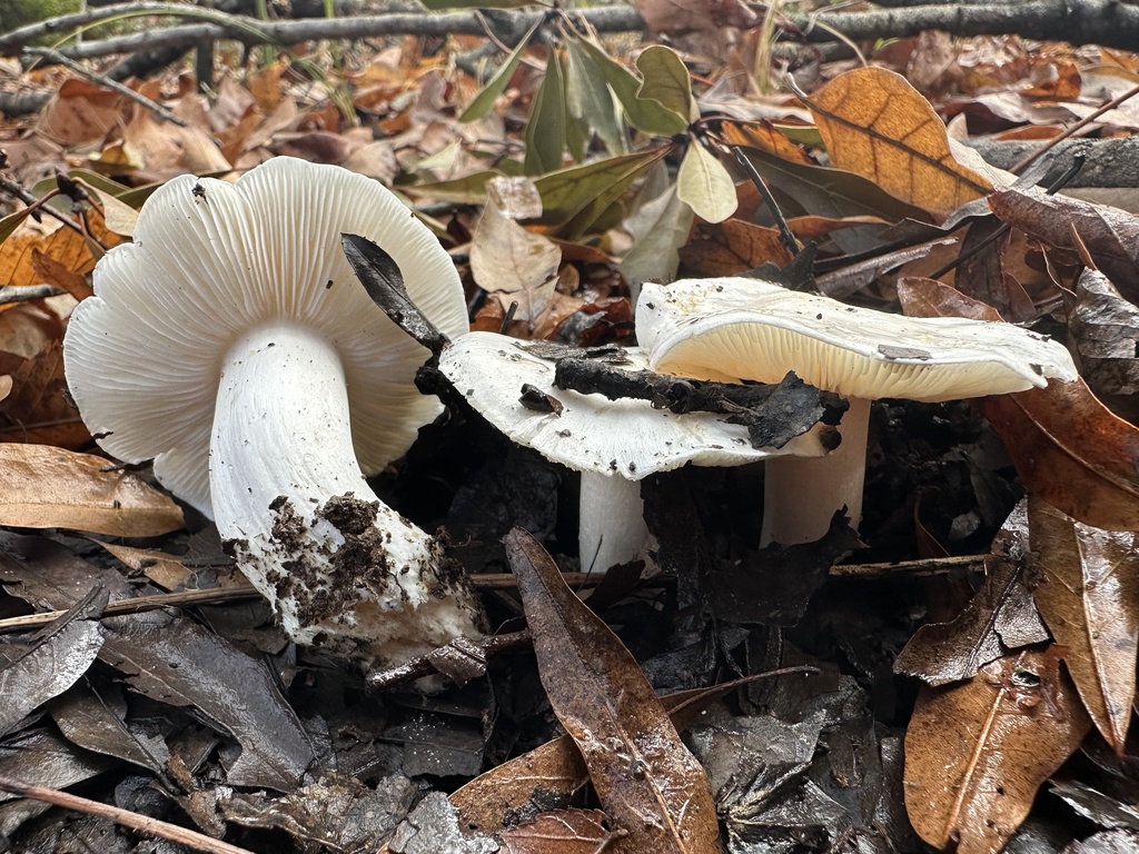 Dove-colored Tricholoma from John F Kennedy Park, Memphis, TN, US on ...