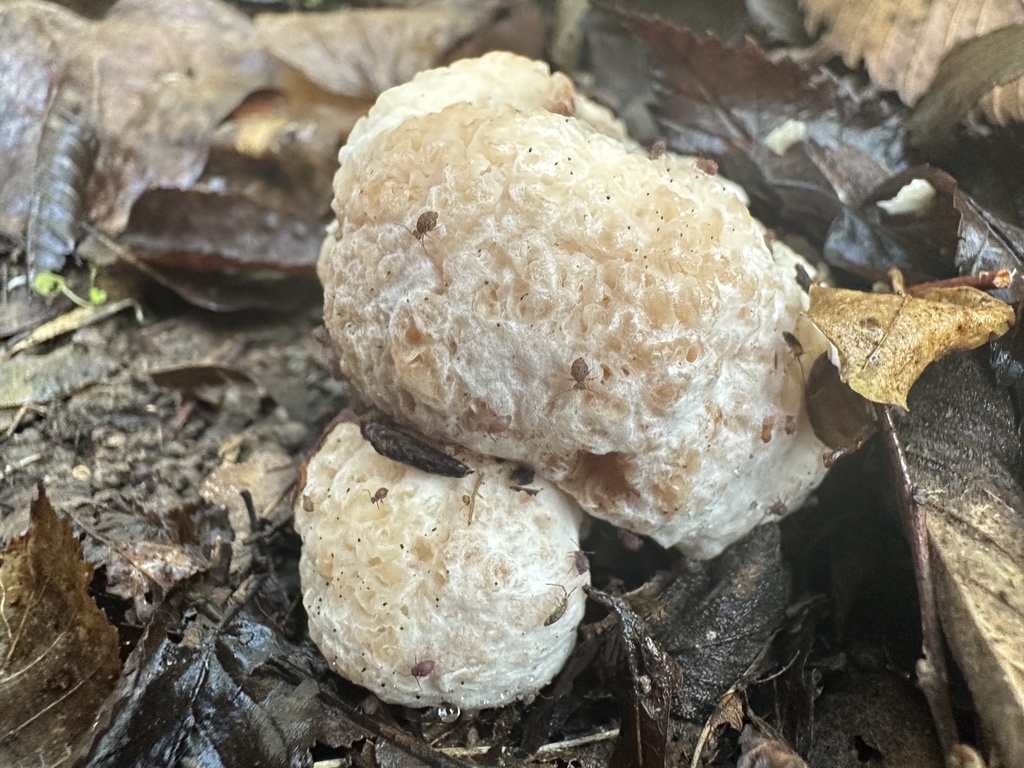 Aborted entoloma from John F Kennedy Park, Memphis, TN, US on November ...