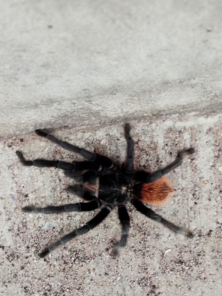 Mexican Red-rump Tarantula in September 2021 by Antonio Toledo R ...